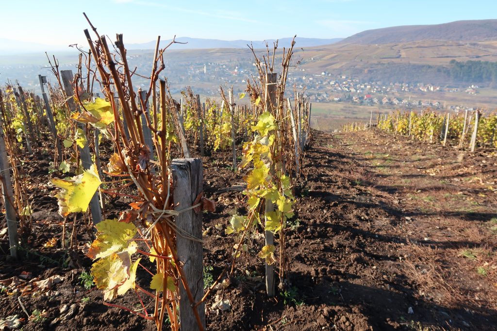 Hungarian Wine: The Legendary Tokaj Region - Wine Travel