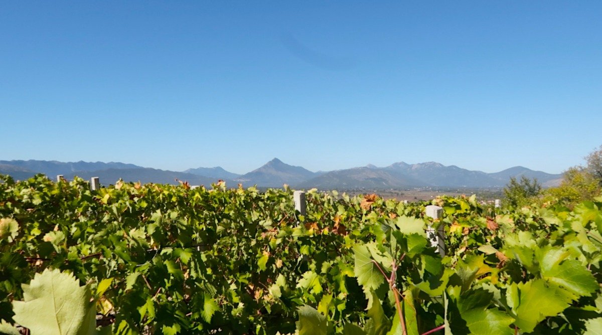 Bosnia Herzegovina Wine - Blatina & Žilavka From The Blaž Festival ...