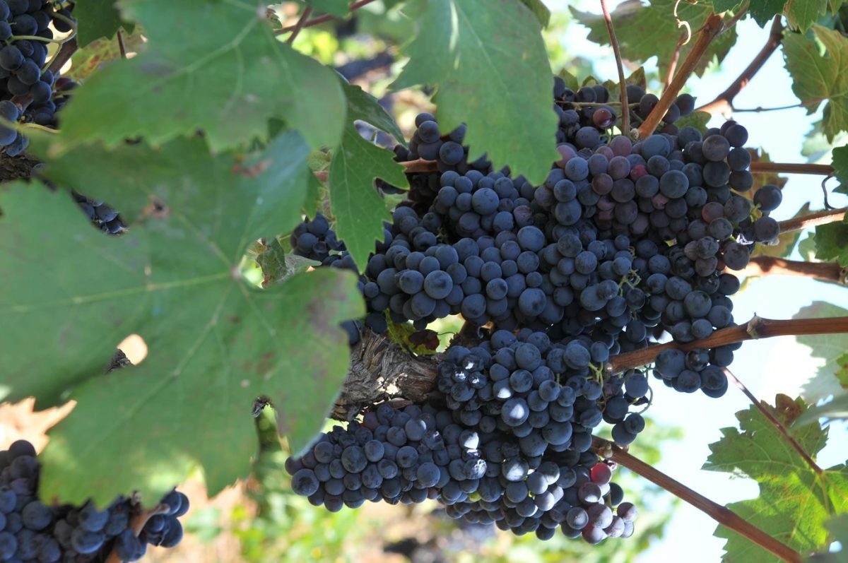 Negroamaro Stories: Italian Rosato and More - Wine Travel