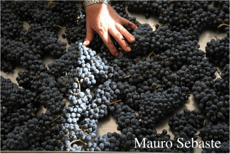 Mauro Sebaste: A Piedmont Gem - Wine Travel