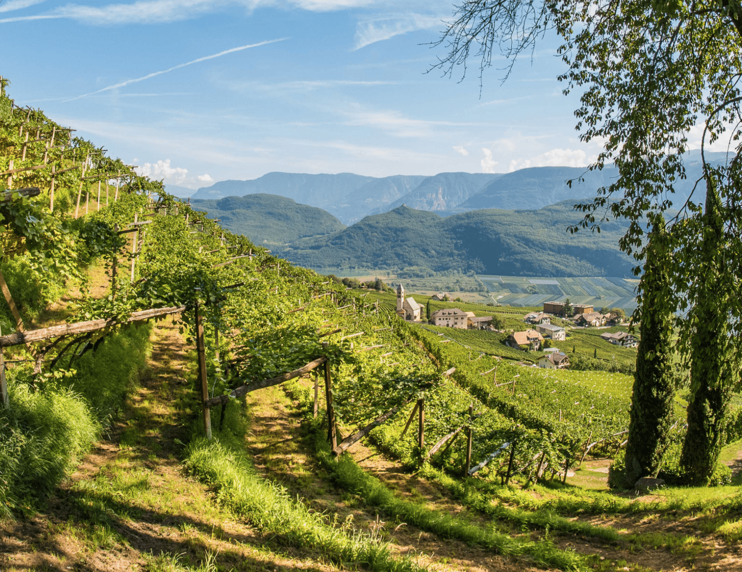 Cooperative Wineries: High-Quality Wine At All Prices