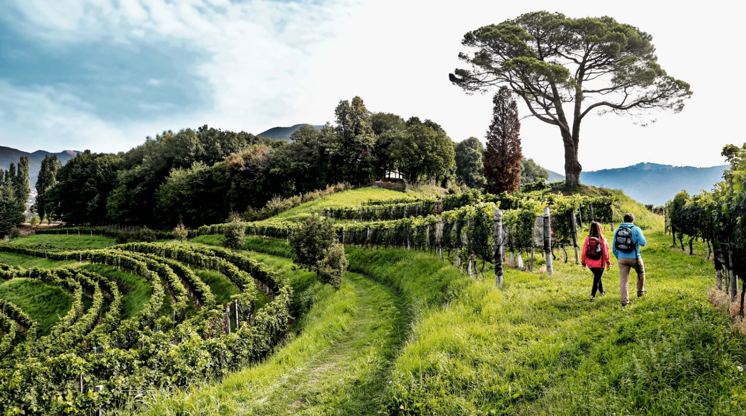 Ultimate Guide To Switzerland Wine Country